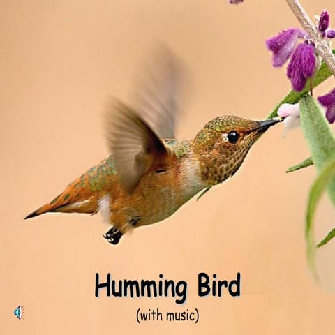 Hummingbirds (with music) | PPT