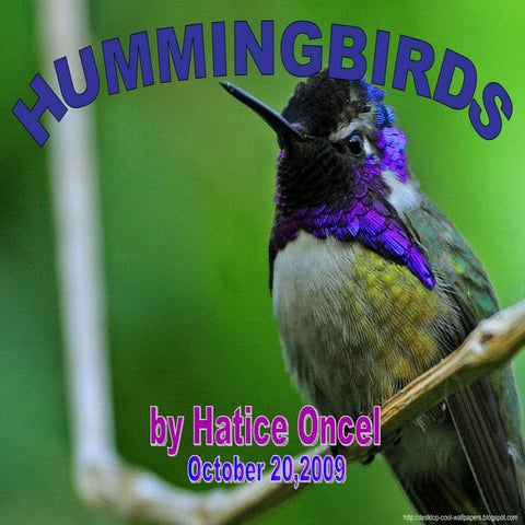 Hummingbird | PPT | Birdwatching | Hobbies & Interests
