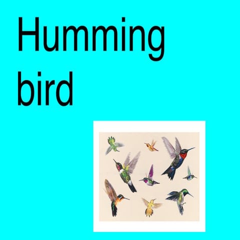 Humming bird jayme and myia | PDF