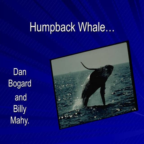 hump back whales | PPT