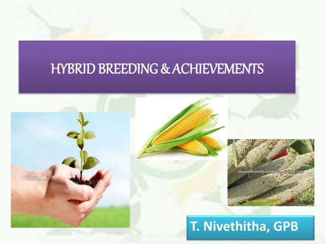Hybridization Techniques in Crop Improvement | PDF
