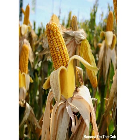 Hybrid Fruits And Vegetables | PPS | Agriculture | Industries