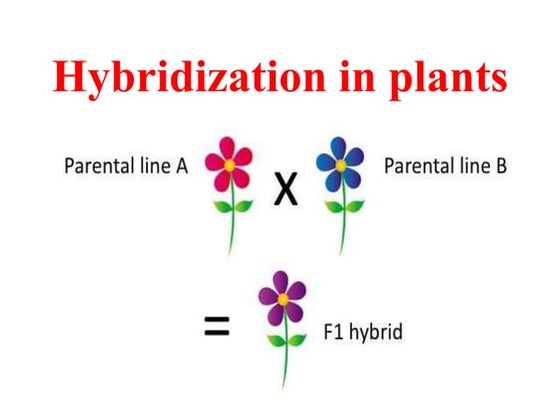 Hybridization Techniques in Crop Improvement | PDF