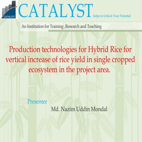 Hybrid rice production Technique | PPT