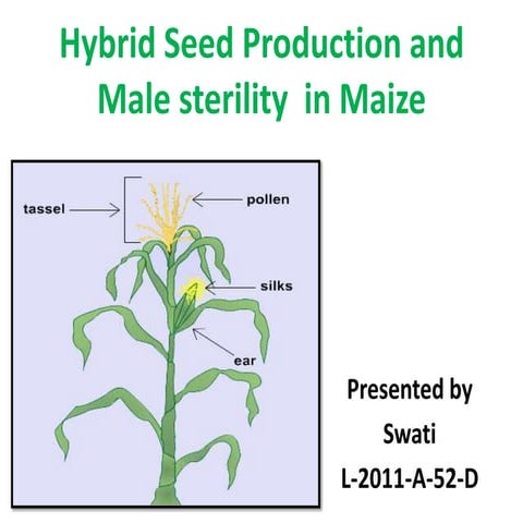 Male sterility in plant breeding