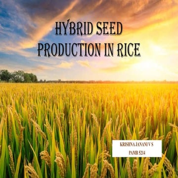 HYBRID SEED PRODUCTION IN RICE.pptx. hybrid seed productionhybrid seed ...