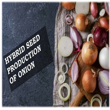 Hybrid seed production of onion | PPTX