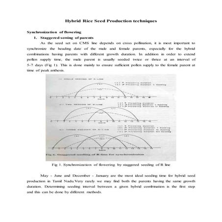 Hybrid seed production rice | DOCX