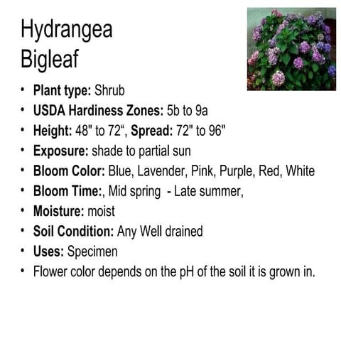 Hydrangea | PPT
