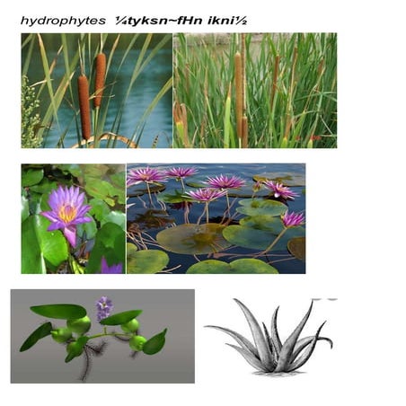Hydrophytes.docx