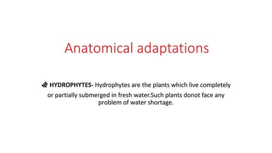 Sciophytes | PPT
