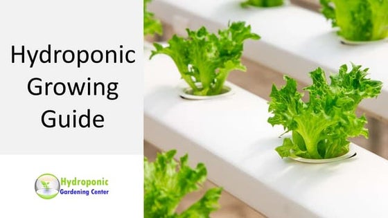 Hydroponics | PPTX | Agriculture | Industries