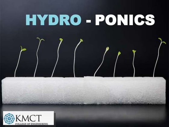 Hydroponics ppt | PPTX
