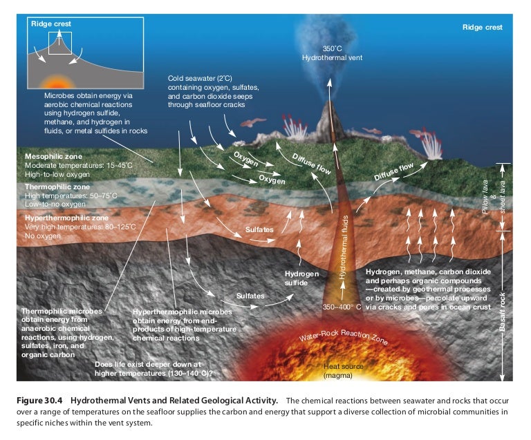 Hydrothermal Vent Model