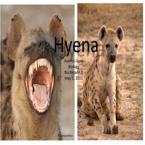 Audrey Guns per 2 Hyena | PPTX