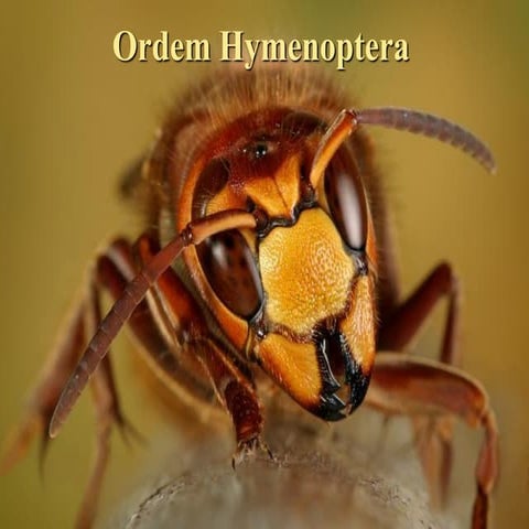 Hymenoptera | PDF