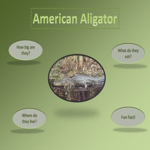 Facts about alligators | PPTX