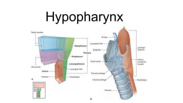 Anatomy of pharynx | PPTX