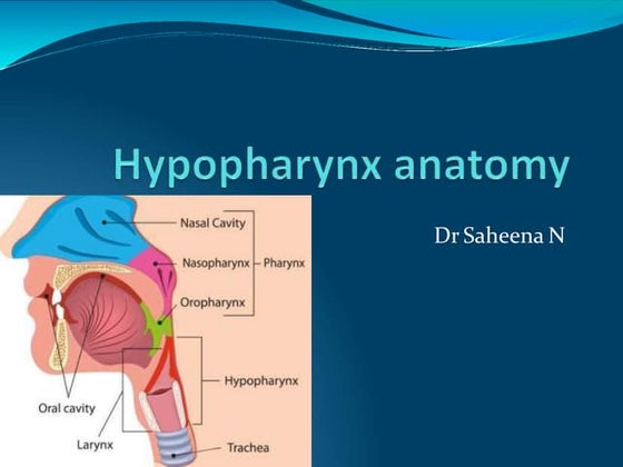 Anatomy Of Hypopharynx Center For Larynx, Trachea And Hypopharynx