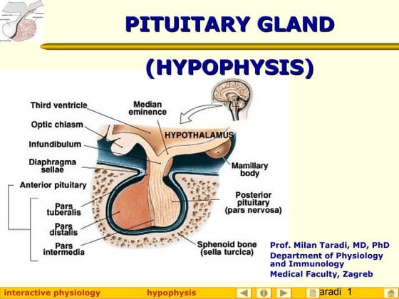 Pituitary gland- Anatomy, histology and embryology | PDF