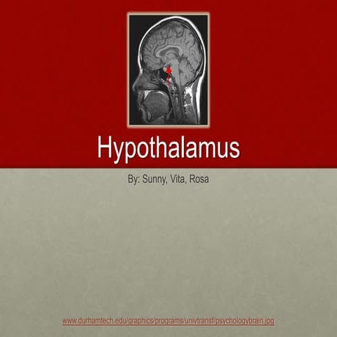 Hypothalamus. | PPTX
