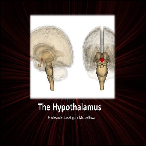 The Hypothalamus | PPT