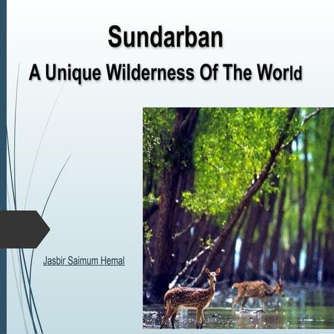 Sundarban 'The Largest Mangrove Forest' .pptx