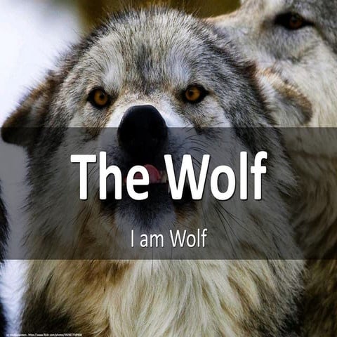 I am Wolf | PPT