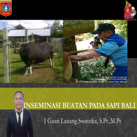 TEKNIK INSEMINASI BUATAN PADA SAPI BALI.pptx
