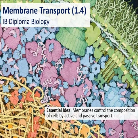 IB Biology 1.4 Slides: Cell Transport | PPTX