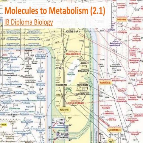IB Biology 2.1 Slides: Molecules to Metabolism | PPTX