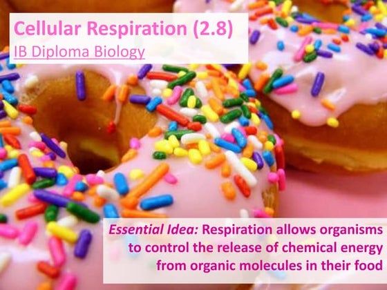 Summary of Cellular respiration | DOCX