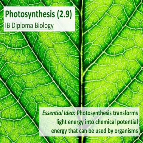 IB Biology 2.9 Slides: Photosynthesis | PPTX