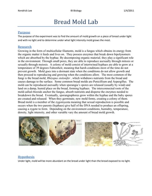 Record of growth of bread mould | DOCX