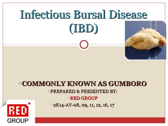 IBH in Poultry Dr. KHM | PPT
