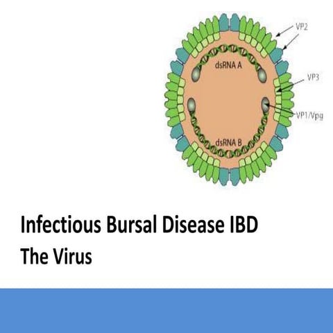 IBD_The Virus | PPTX