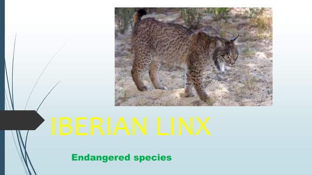 Iberian Lynx Food Web