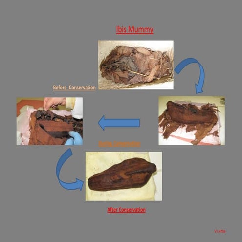 Ibis mummy conservation &restoration | PPT