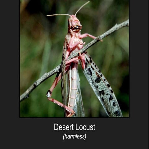 Desert Locust Information System | PDF