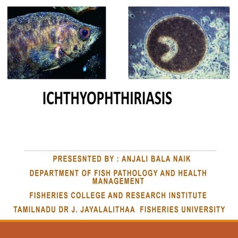 Ichthyophthiriasis | PPTX