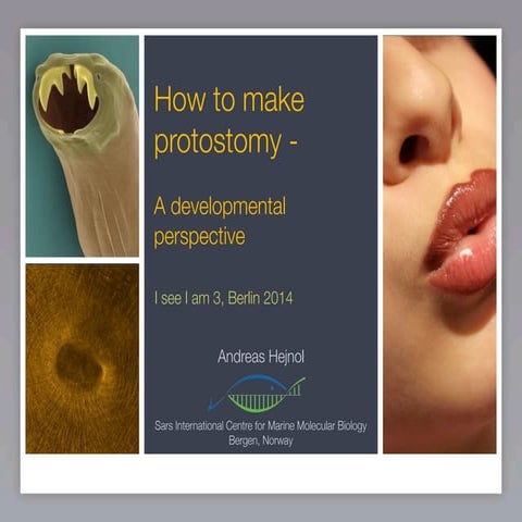 How to make protostomy - ICIM Meeting 2014 in Berlin (Keynote) | PPT