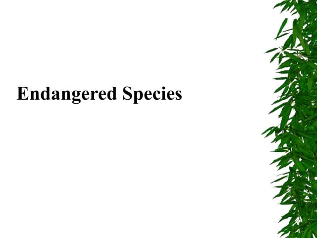 Endangered species powerpoint | PPTX