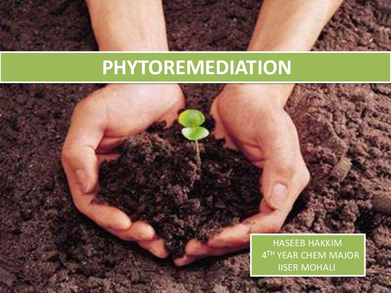 PHYTOREMEDIATION - Using Plants To Clean Up Our Environment - By Has…