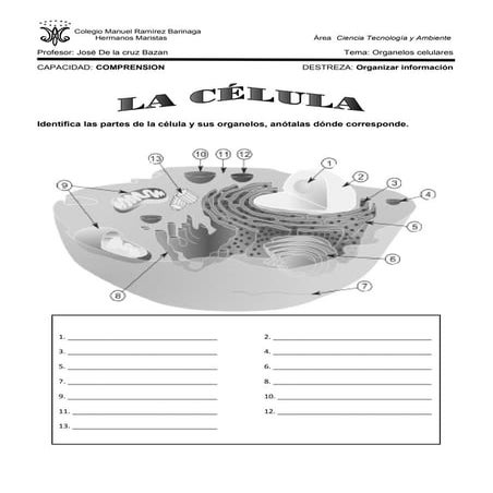 Hoja De Trabajo Con Claves Sobre Los Organelos Celulares