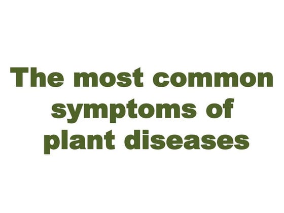 Symptoms of plant disease (symptomology) | PPTX