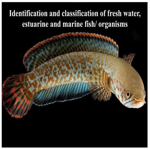 Identification and classification of fresh water, estuarine and marine ...