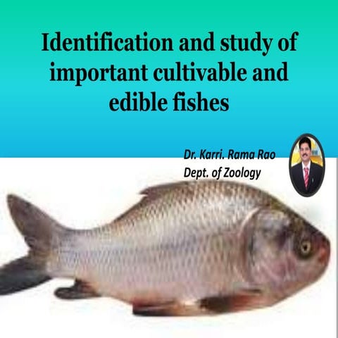 Biology of fin fish (labeo rohita) | PPTX