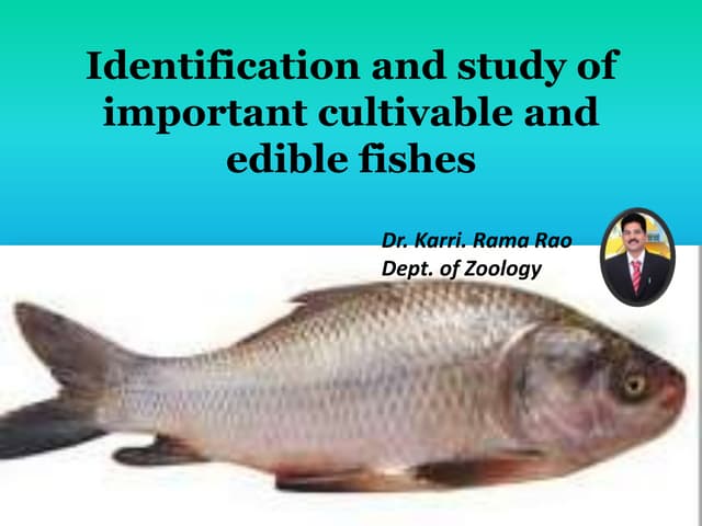 Identification of Fish Species | PPTX