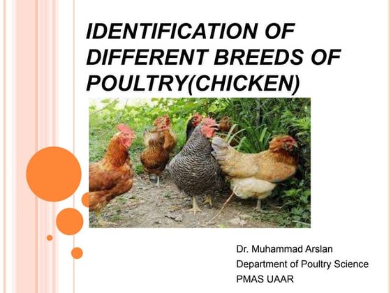 Lecture 5 breeds of poultry | PPTX | Birds | Pets