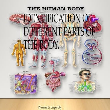 Organ systems of the body and their functions | PPT